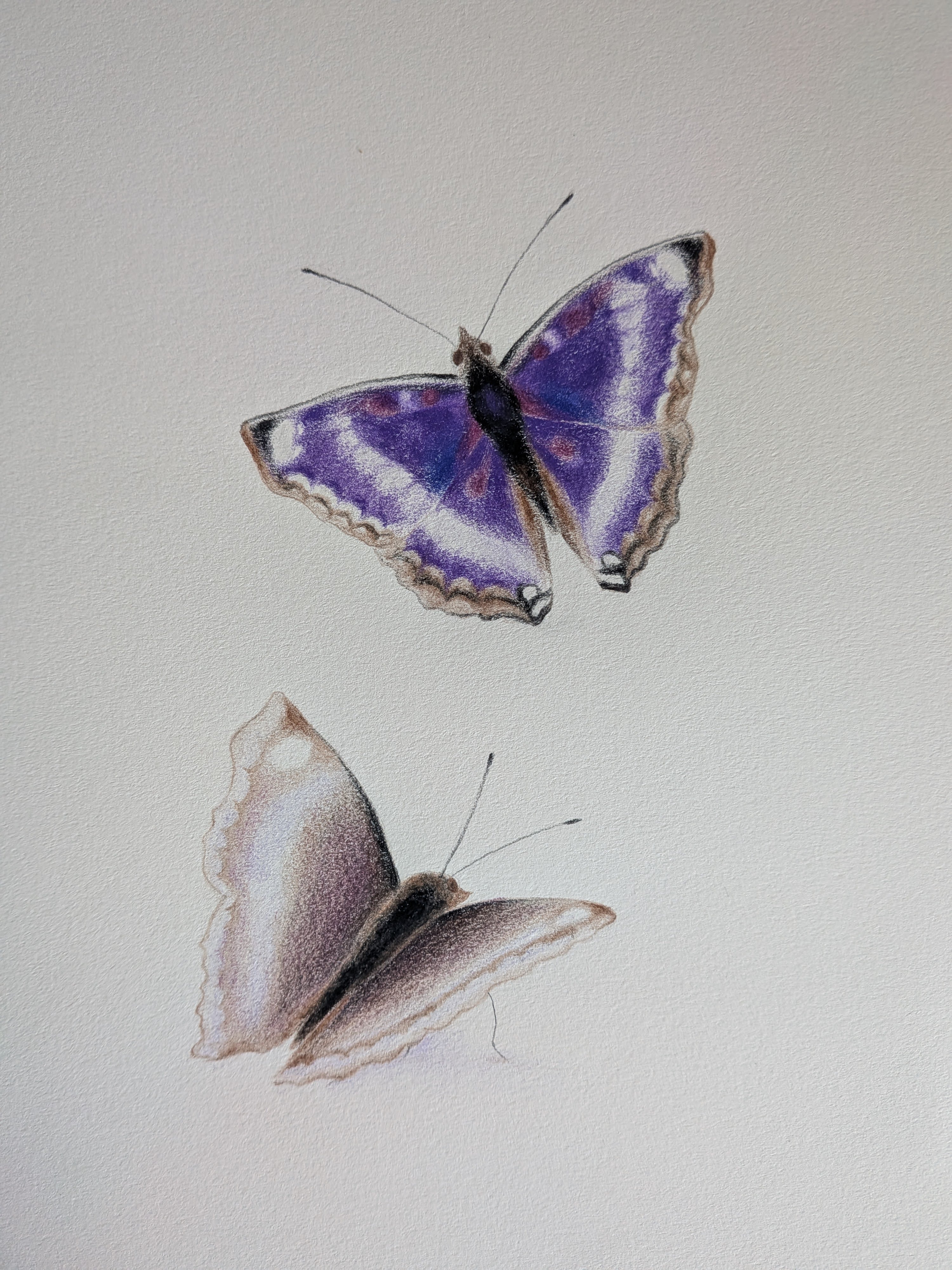 Two Butterflies – In Praise of Small Things